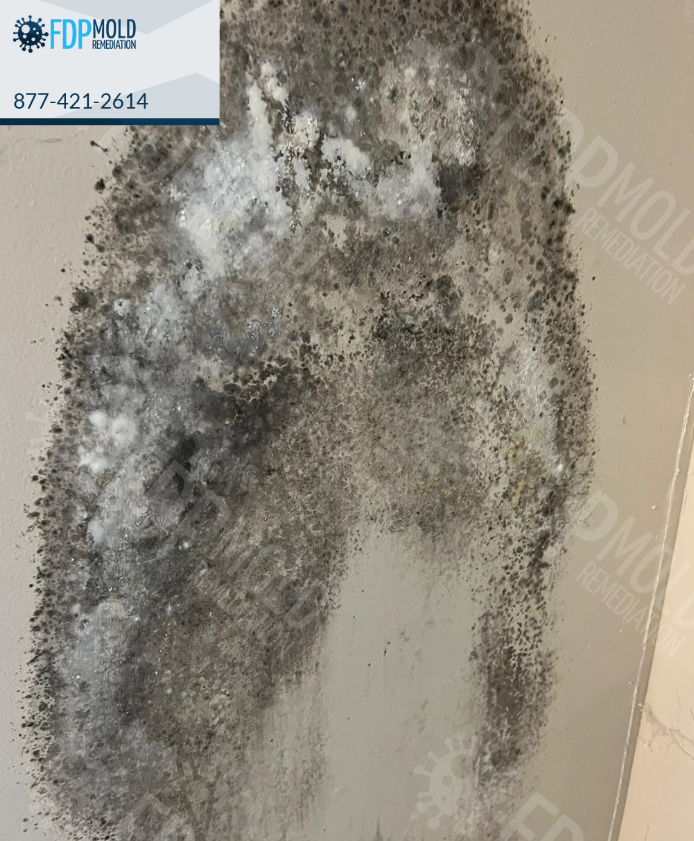 FDP Mold Remediation Elevates Mold Awareness and Solutions with ...
