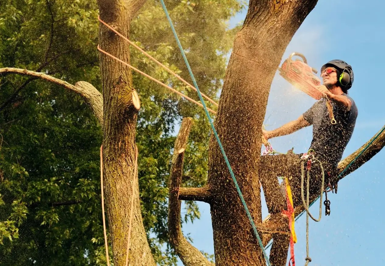 Trees Plus LTD Tree Cutting Service in Cumming: Securing Local ...