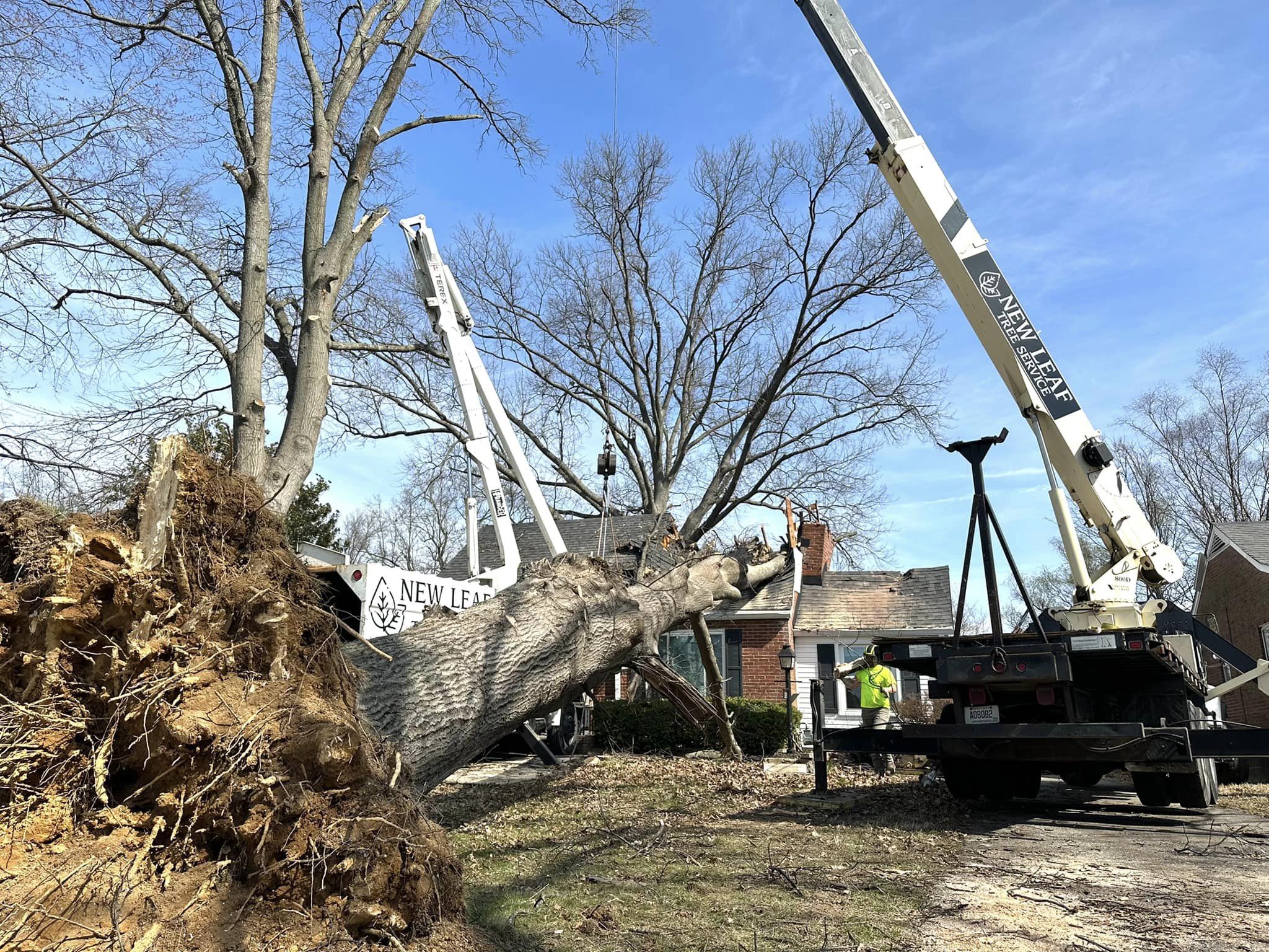 New Leaf Tree Service helps Storm Victims in Louisville and Surrounding ...